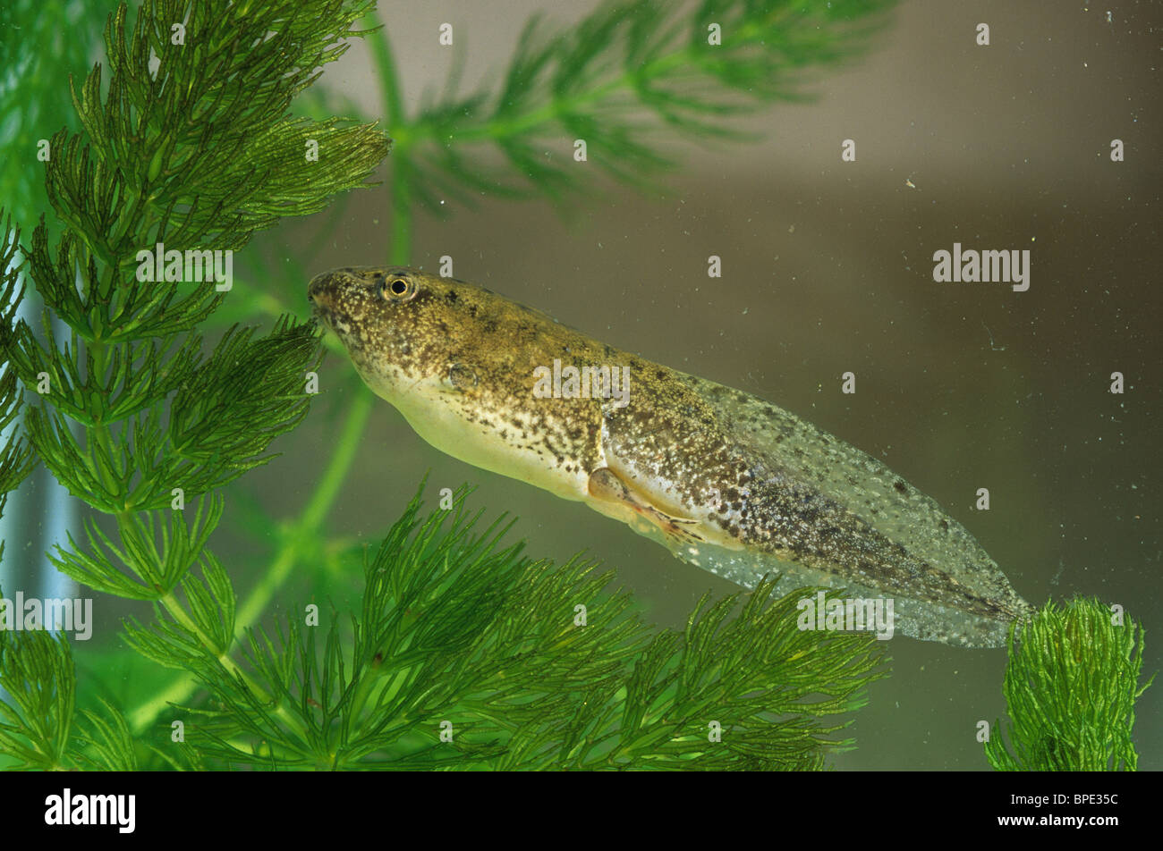 Tadpole hi-res stock photography and images - Alamy