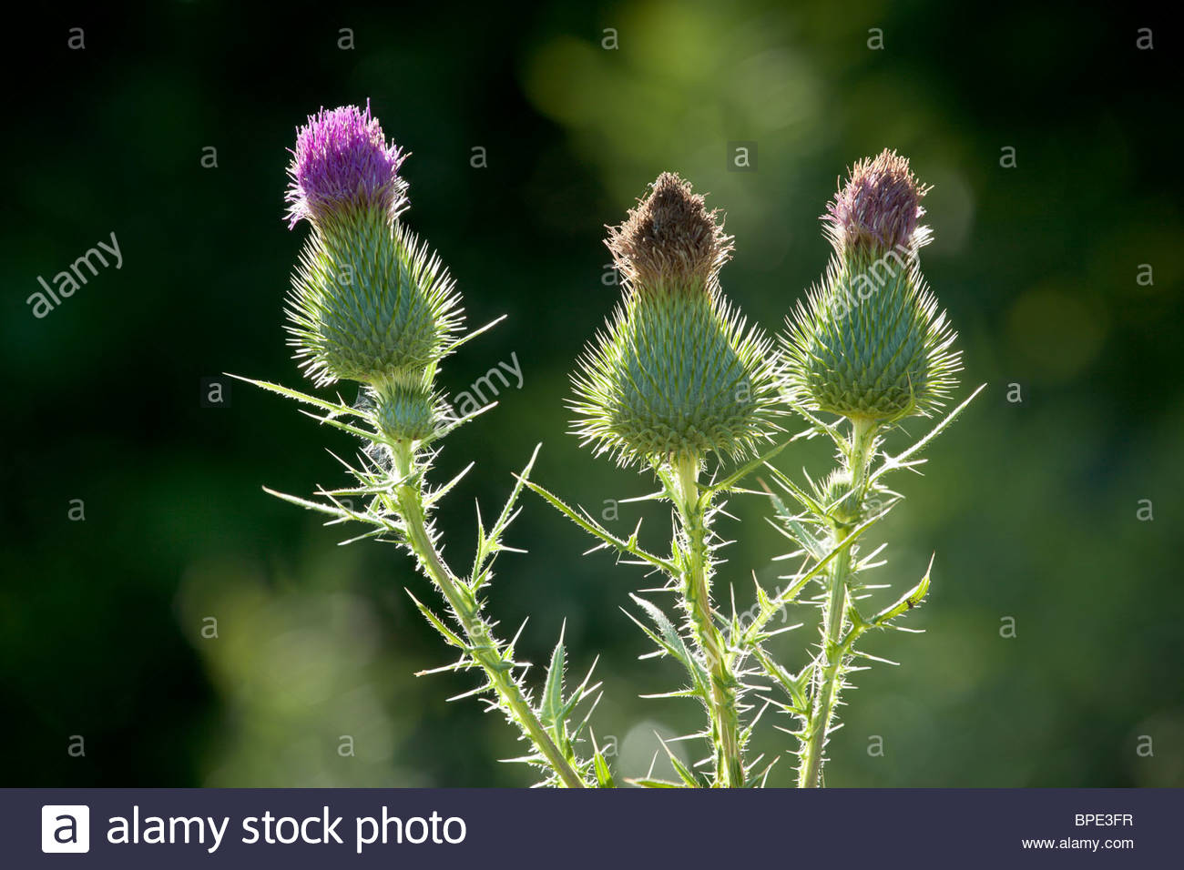 Roadside Thistle High Resolution Stock Photography and Images - Alamy