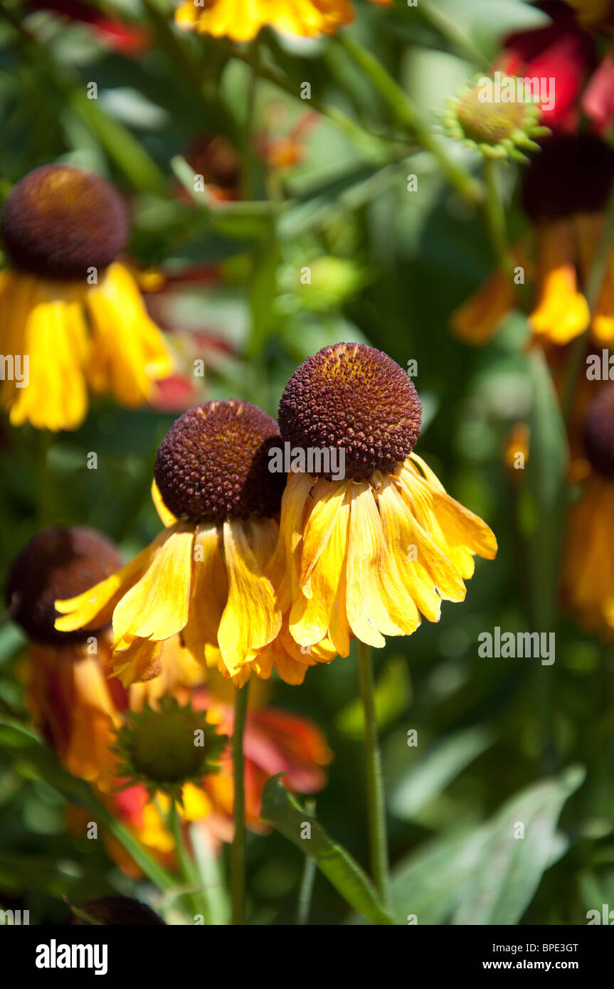 Flowers in Tivoli Gardens, Copenhagen, Denmark Stock Photo - Alamy