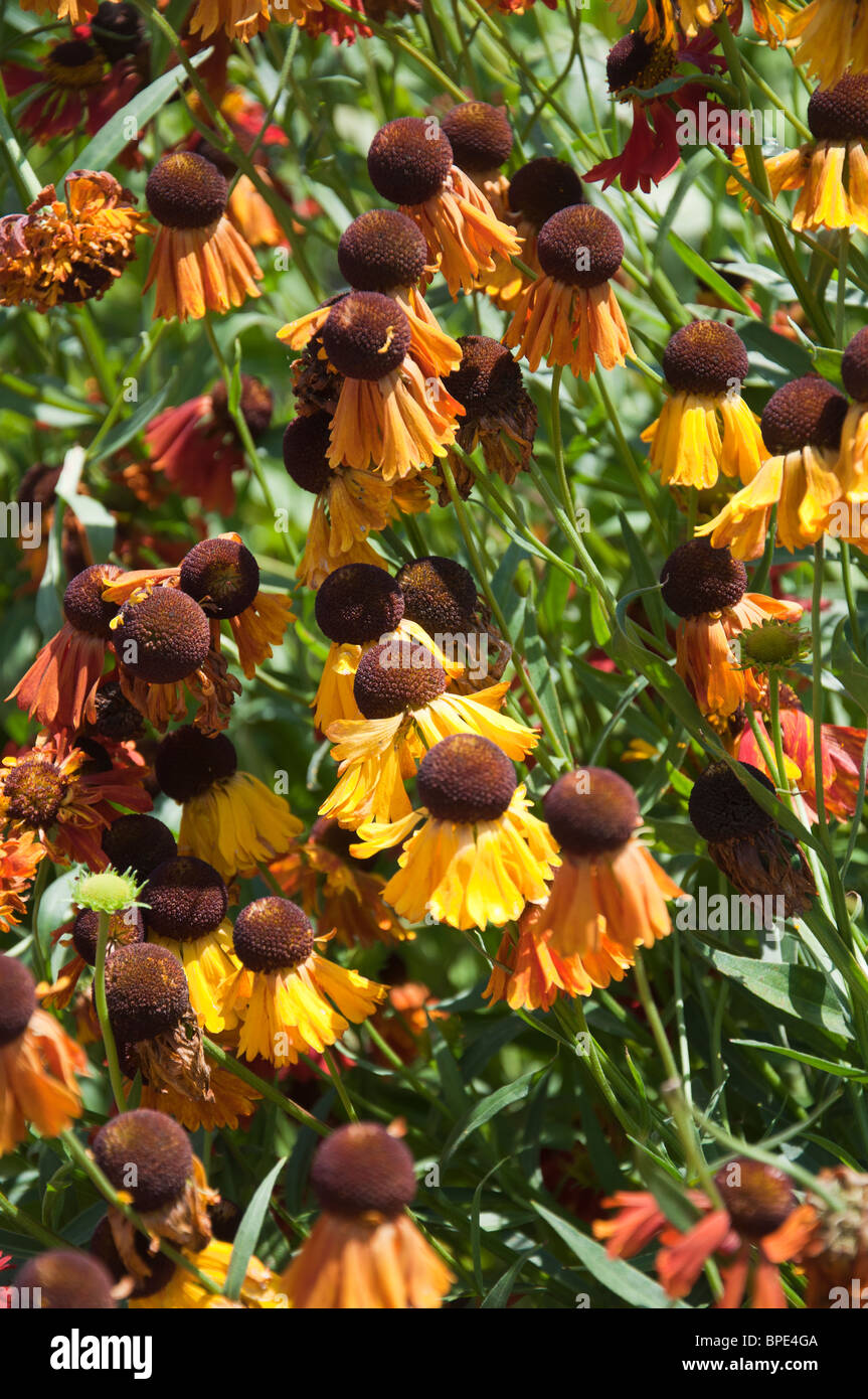 Tivoli gardens flowers copenhagen hi-res stock photography and images ...