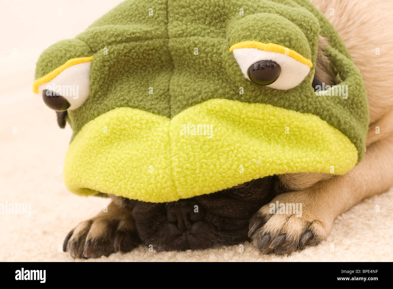 Cute Pug Dressed up in Turtle or Frog Costume Stock Photo - Alamy