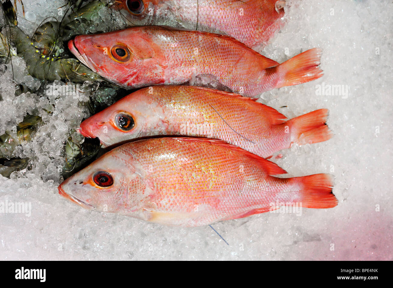 fresh red snapper fish on ice for sale at a tourist restaurant in ...
