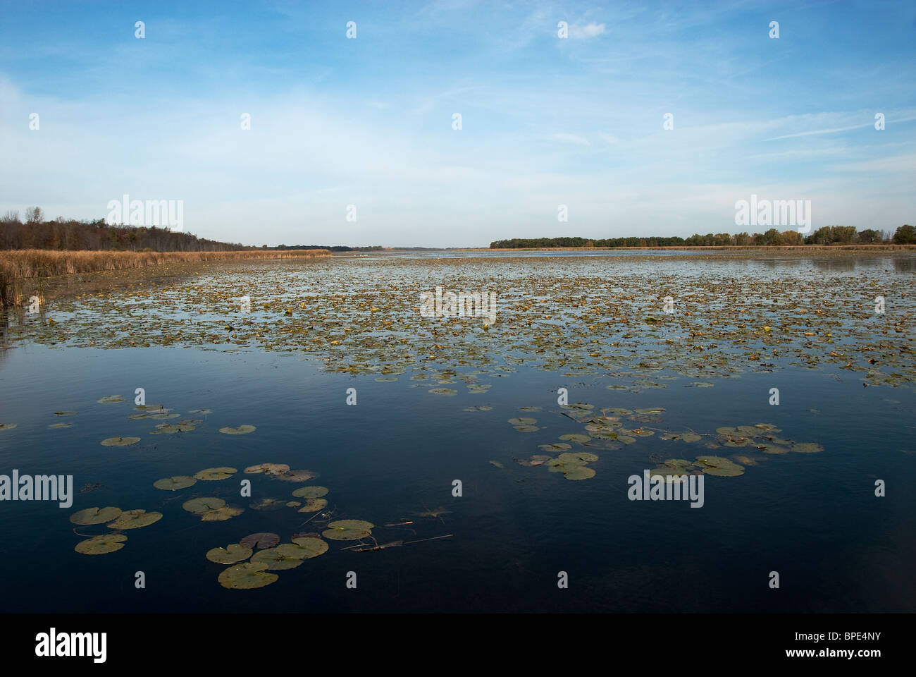 Tobico marsh hi-res stock photography and images - Alamy