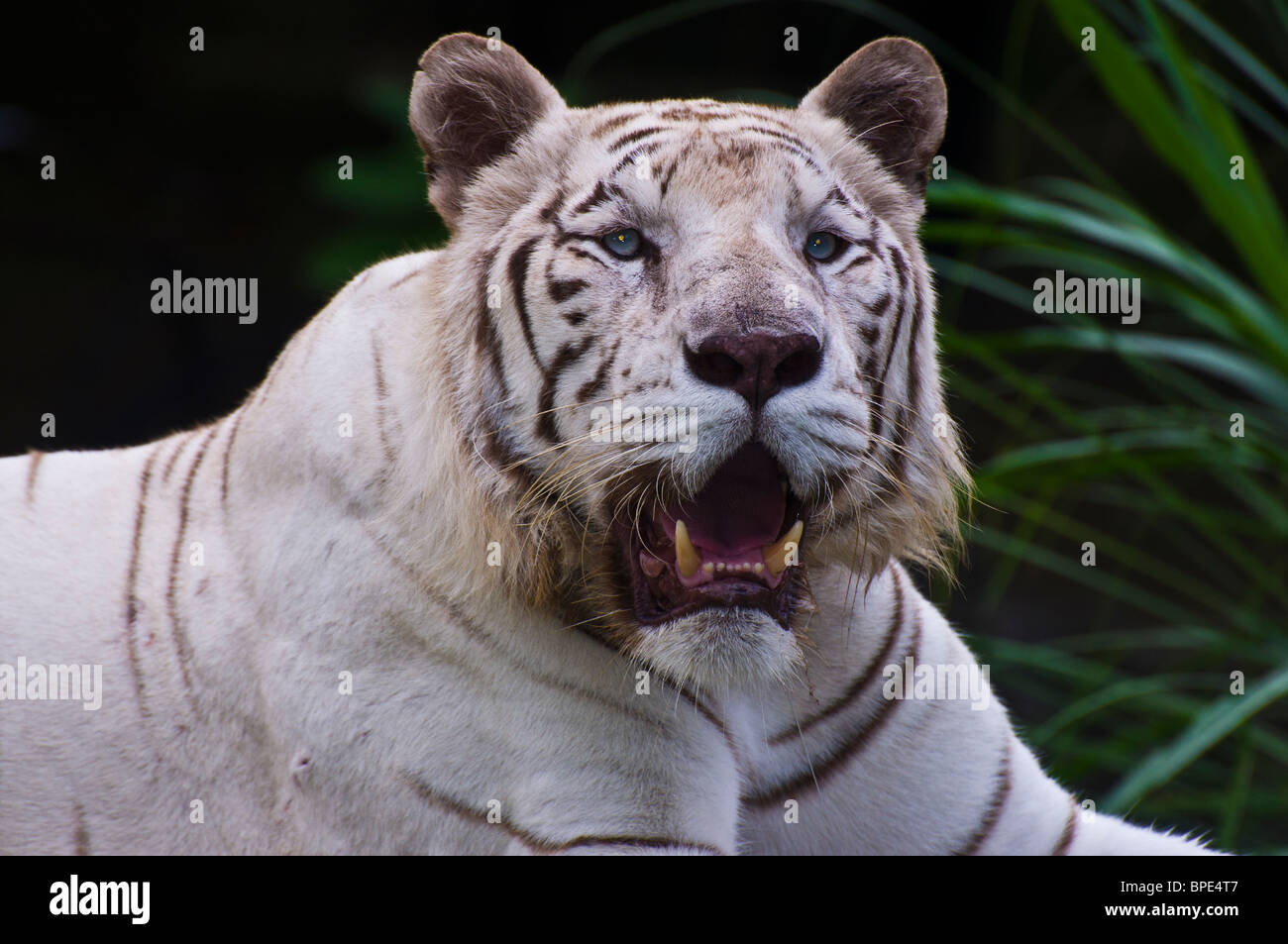 Bali tiger hi-res stock photography and images - Alamy