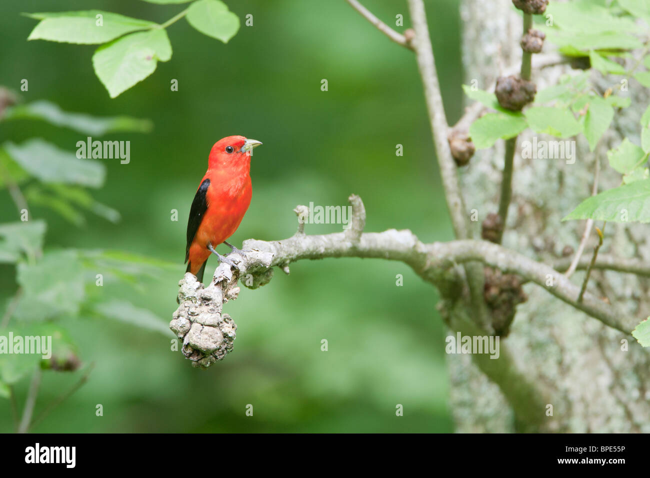 Scarlet tanagers hi-res stock photography and images - Alamy