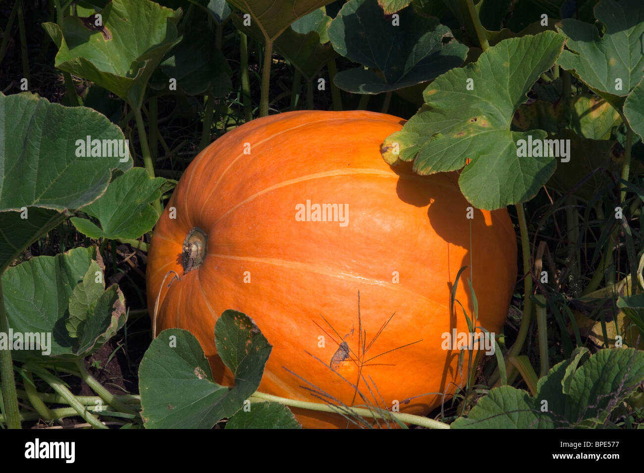 Pile mixed gourds hi-res stock photography and images - Alamy