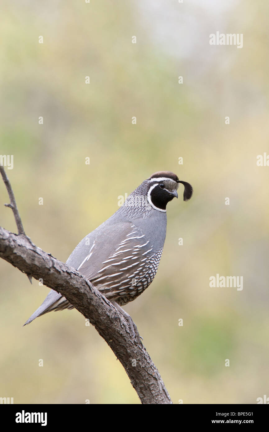 California Quail perching - Vertical Stock Photo - Alamy