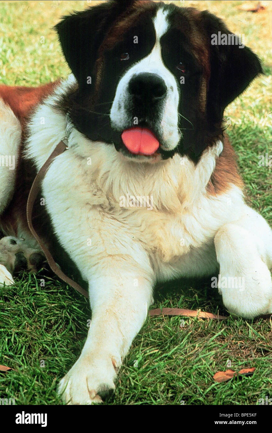 Beethoven Dog Film High Resolution Stock Photography and Images - Alamy