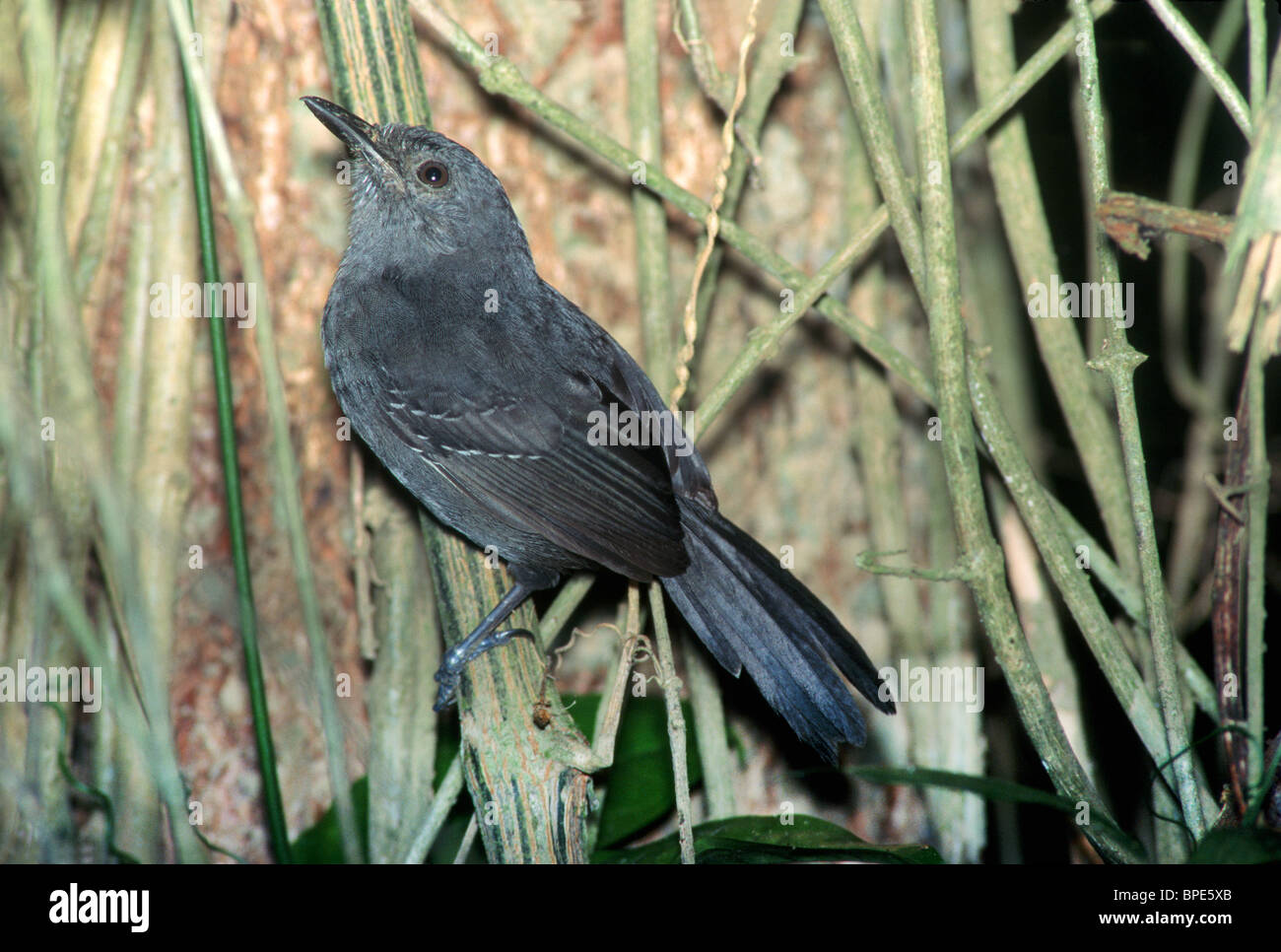 Dusky antbird hi-res stock photography and images - Alamy