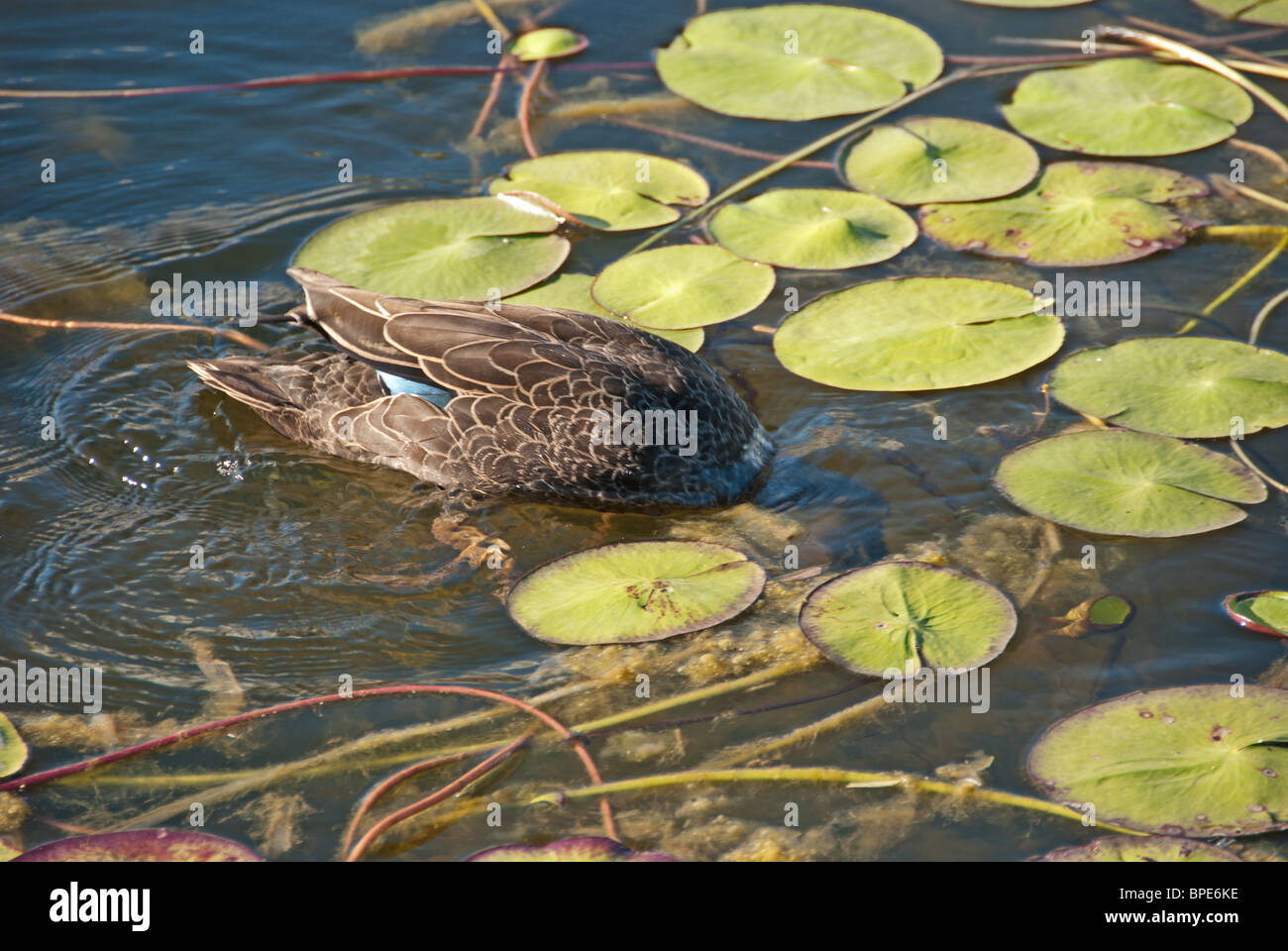 Dabbling - Pacific Black Duck obtains food by 'dabbling', whereby the ...