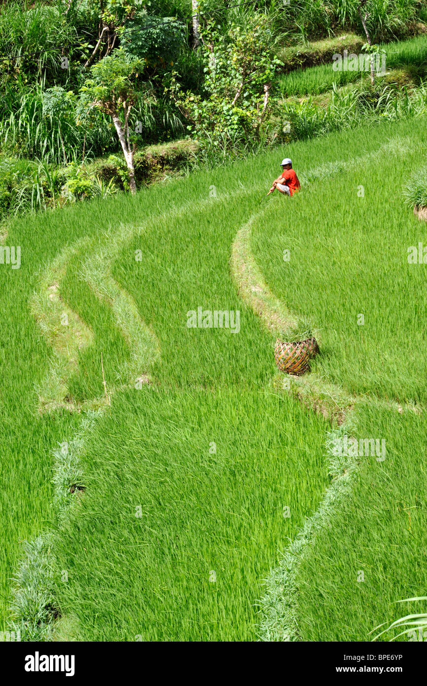 field worker in rice field filling basket with grasses Stock Photo - Alamy