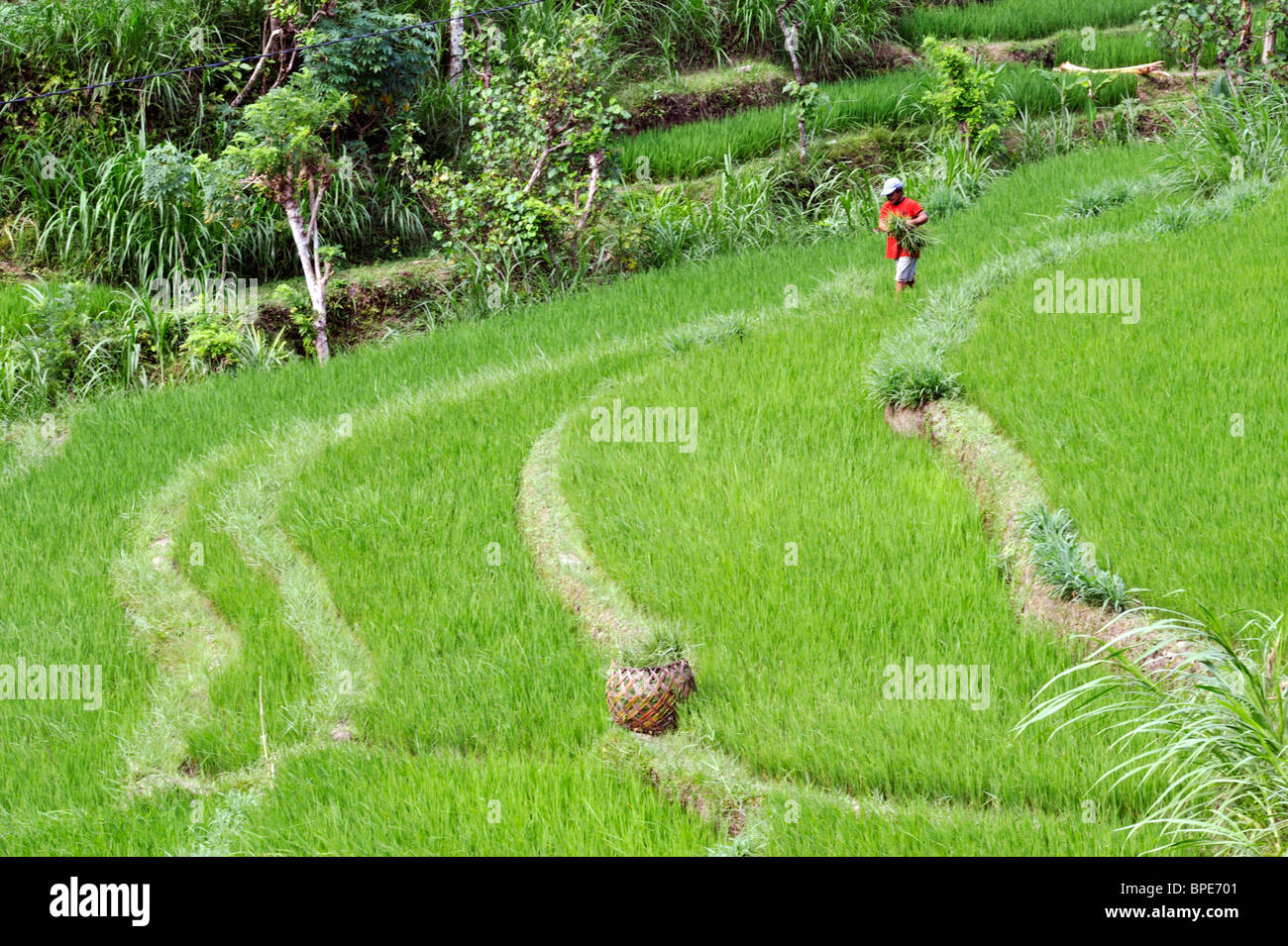 field worker in rice field filling basket with grasses Stock Photo - Alamy
