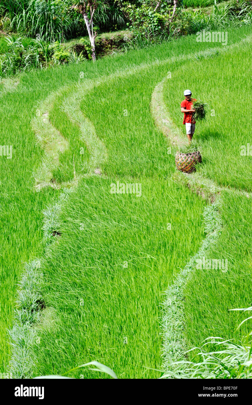 field worker in rice field filling basket with grasses Stock Photo - Alamy