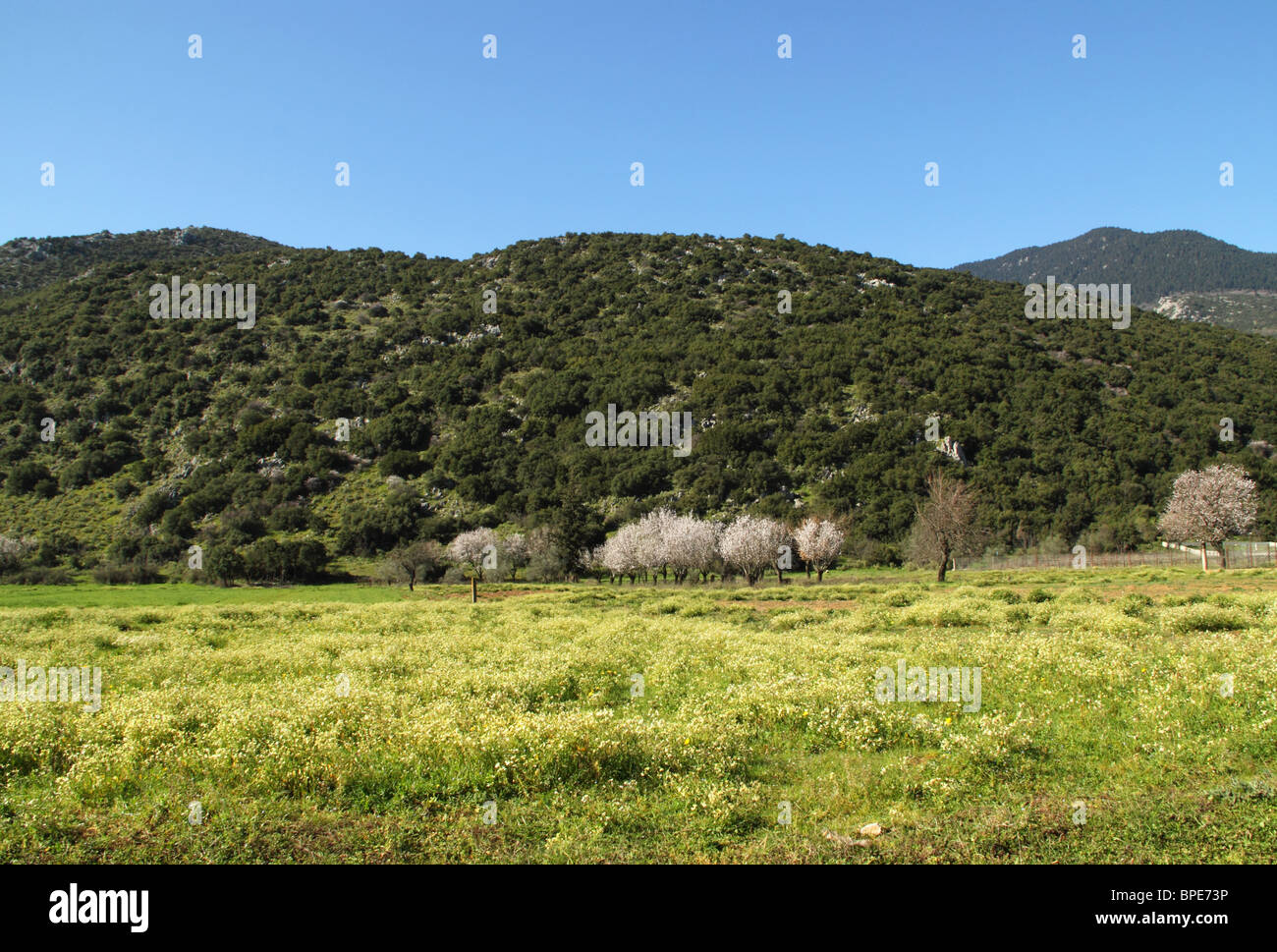 Almond tree greece hi-res stock photography and images - Alamy