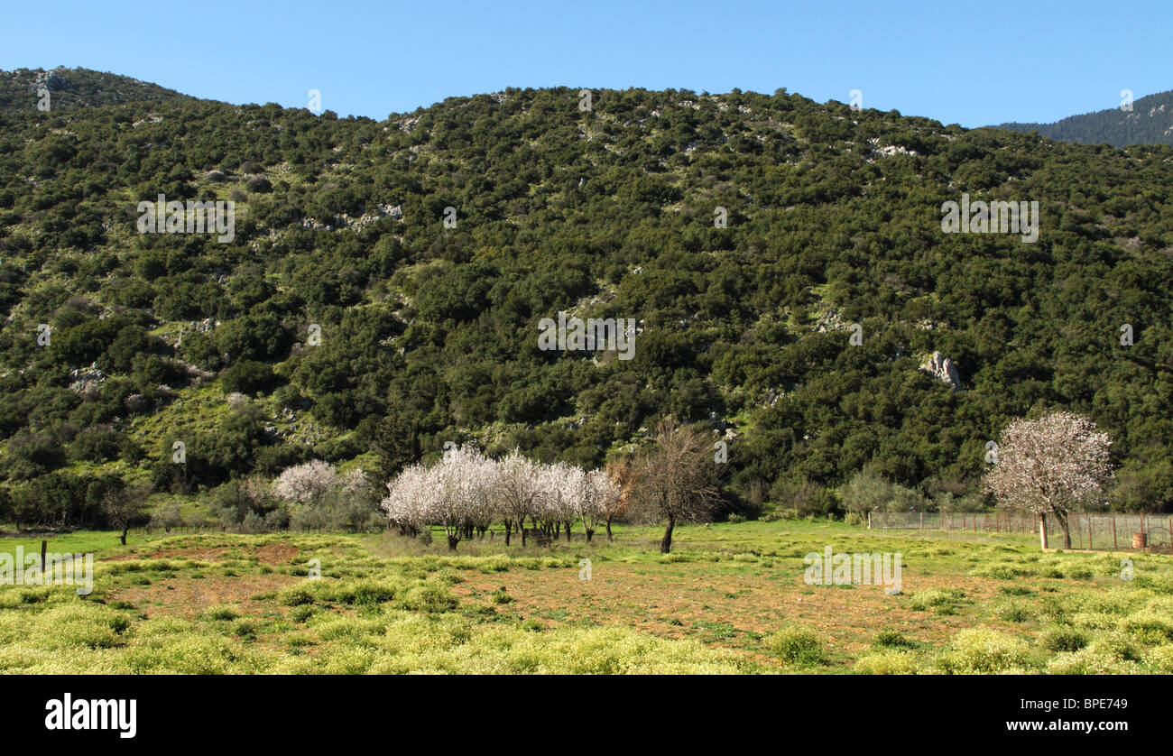 Almond tree greece hi-res stock photography and images - Alamy