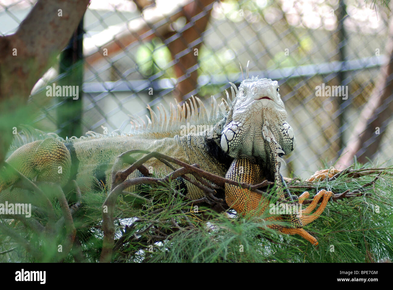 Iguana on the tree Stock Photo - Alamy