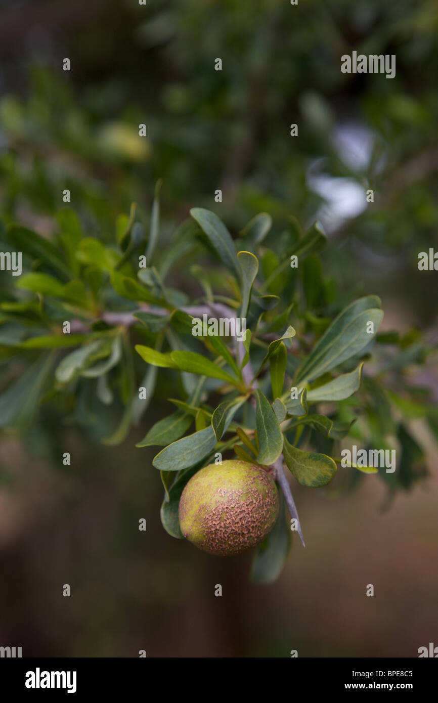 Oil nut tree hi-res stock photography and images - Alamy