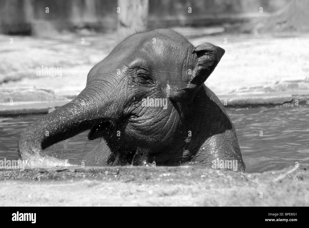 Elephant splash hi-res stock photography and images - Alamy