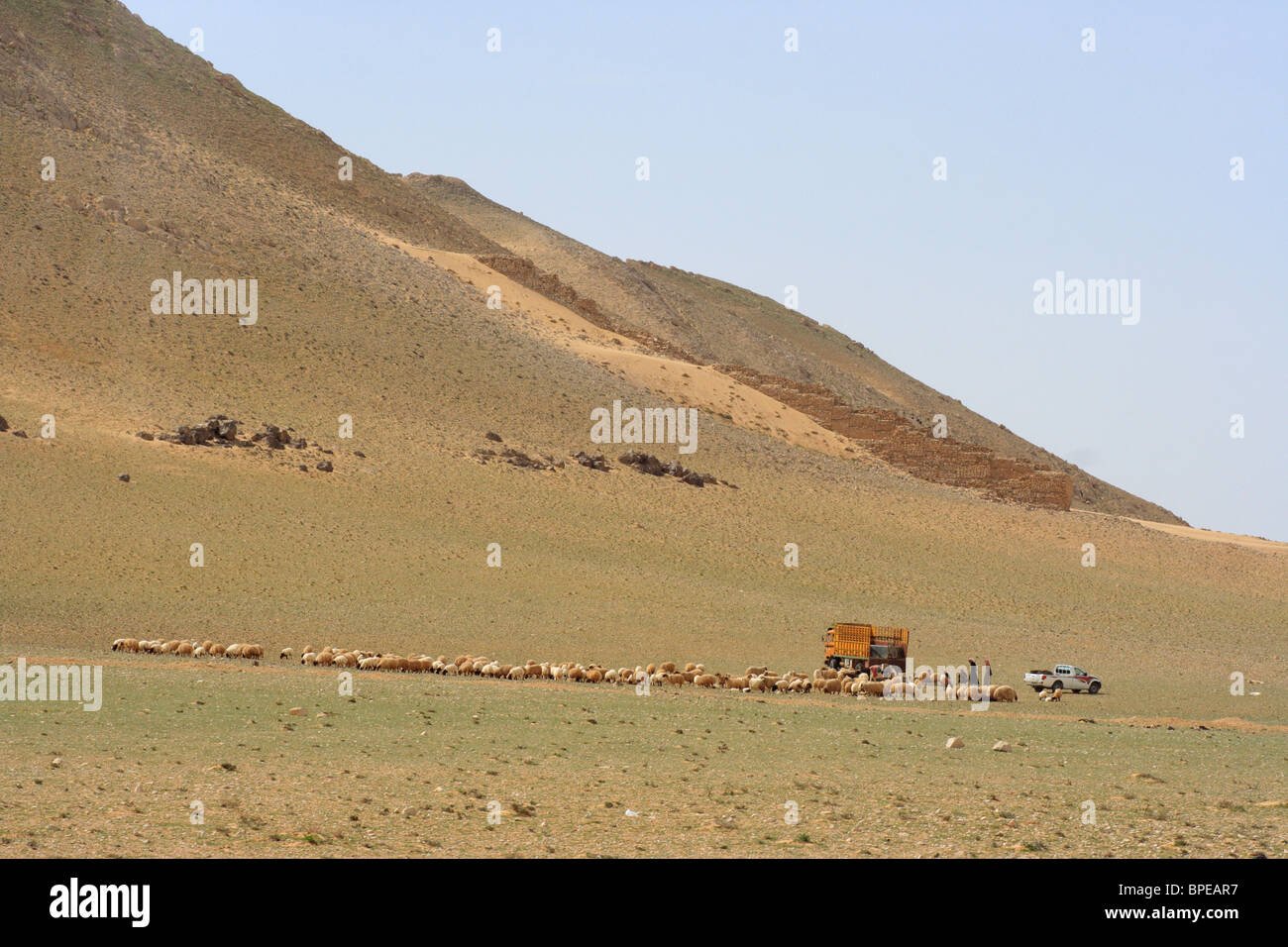 Sheep rearing in Syria Stock Photo - Alamy