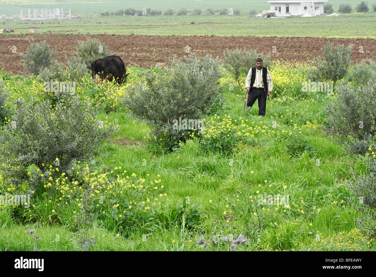 Syria farming hi-res stock photography and images - Alamy