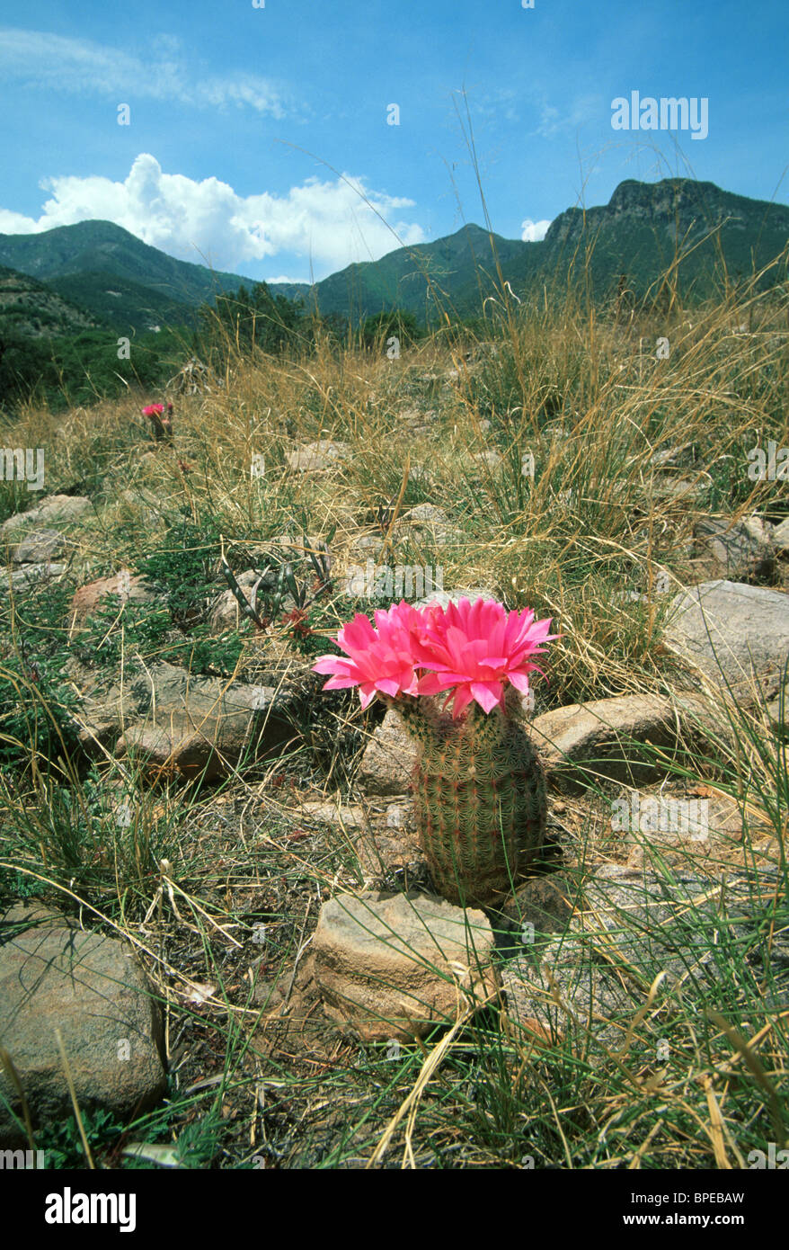 Arizona Rainbow Cactus Stock Photo - Alamy