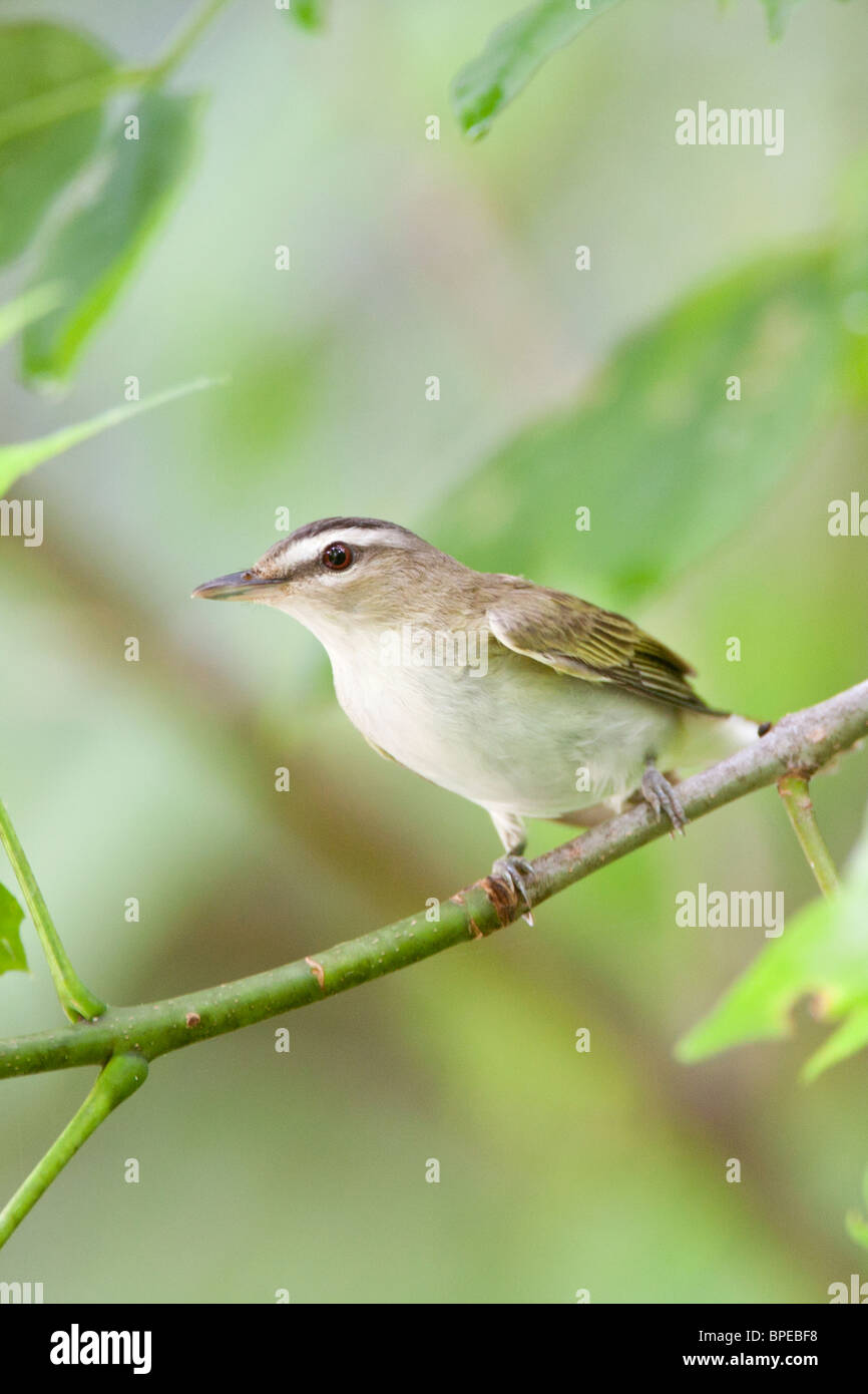 Red-eyed Vireo - Vertical Stock Photo - Alamy