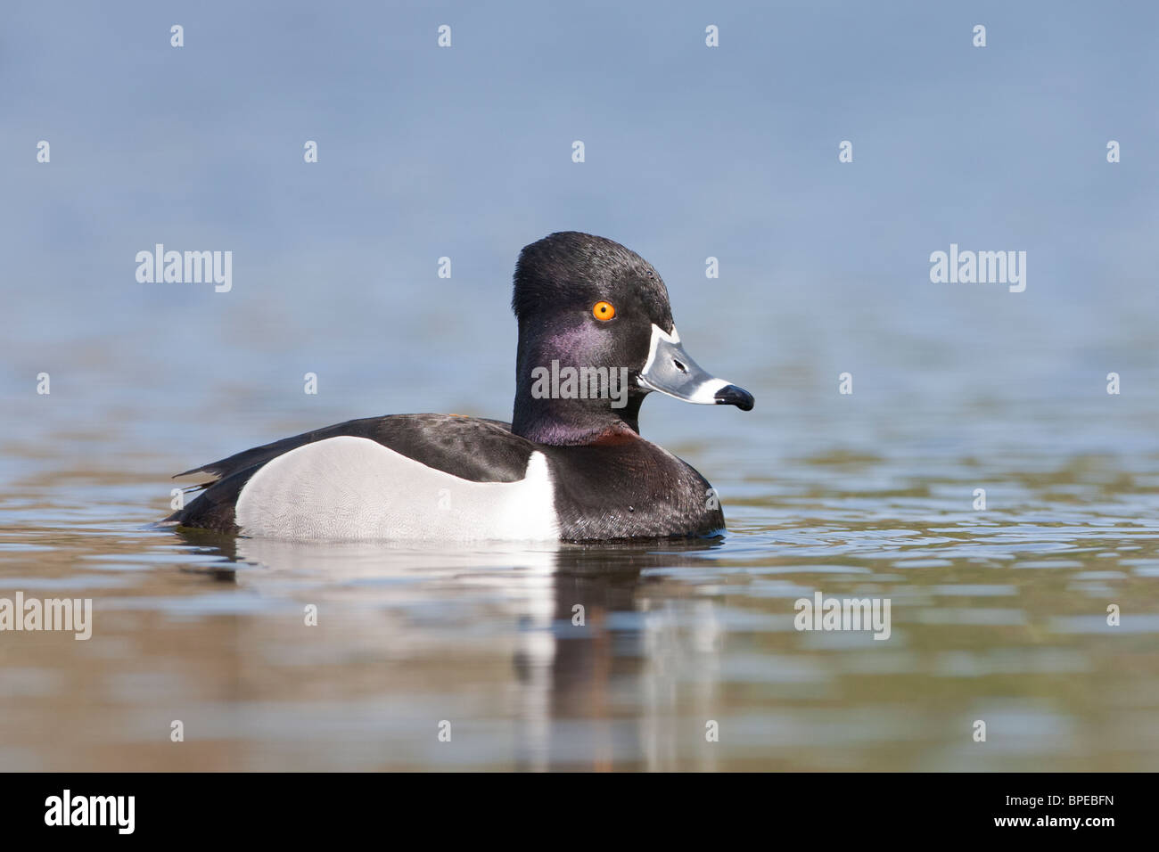 Ring necked Duck Stock Photo - Alamy