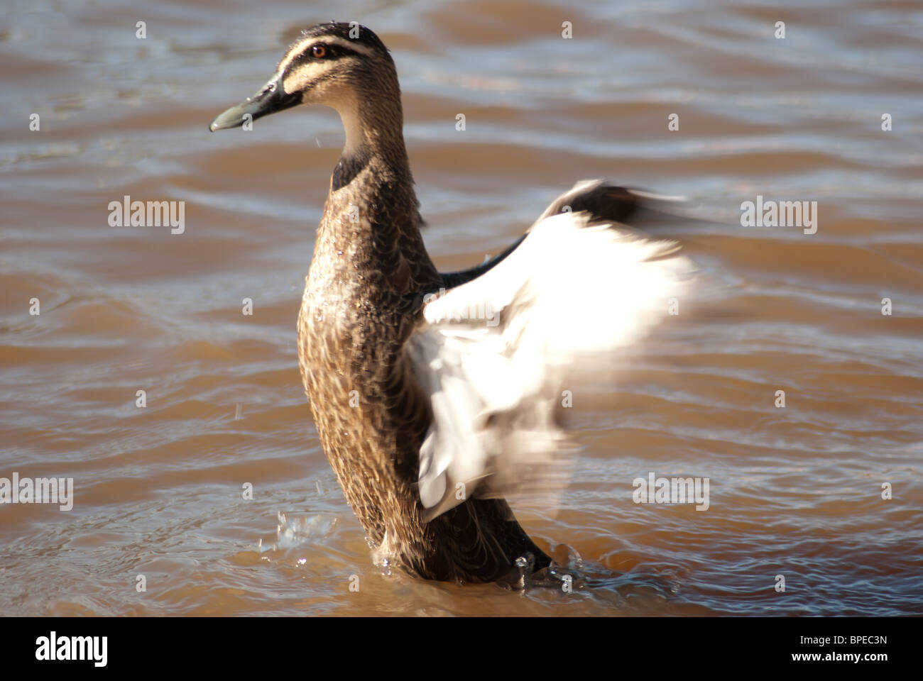 Drying Off - Pacific Black Duck can often be seen removing water from ...