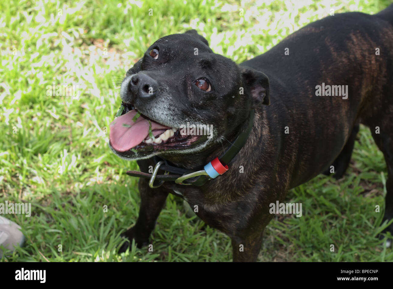 A Small Dog Looking Up Stock Photo - Alamy
