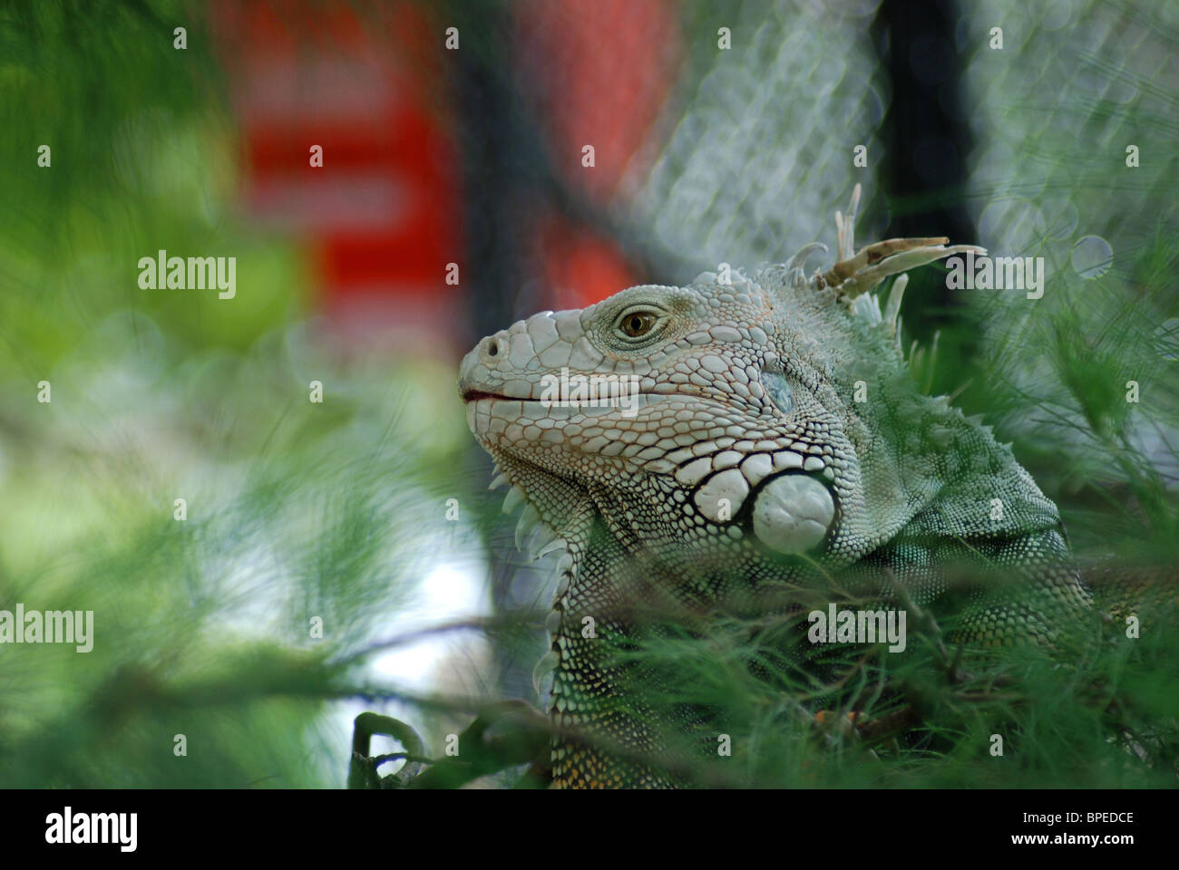 Iguana on the tree Stock Photo - Alamy