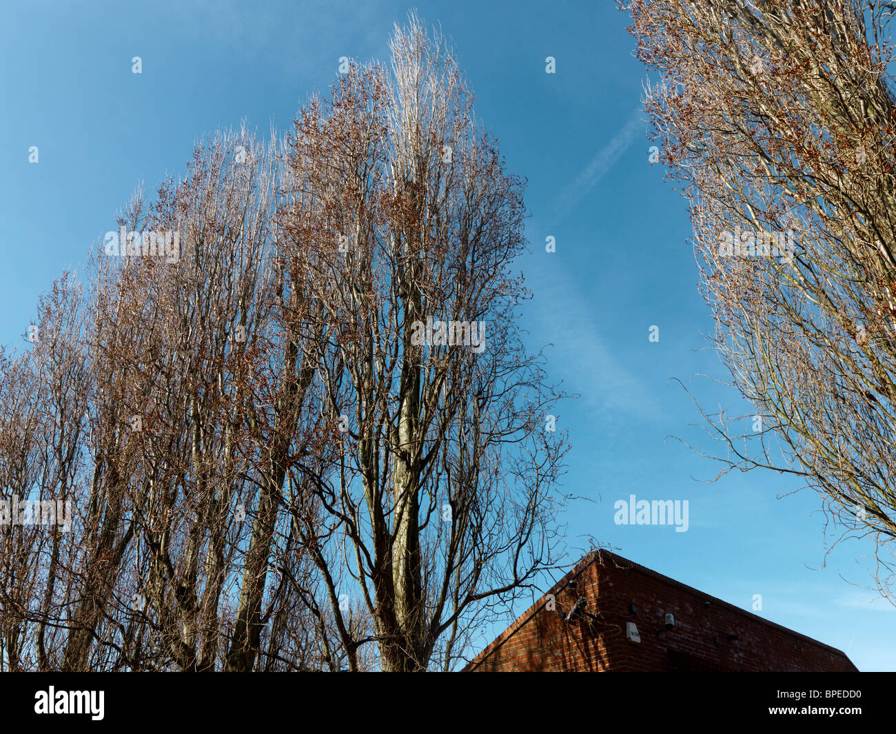 Poplar Trees In The Winter Stock Photo - Alamy