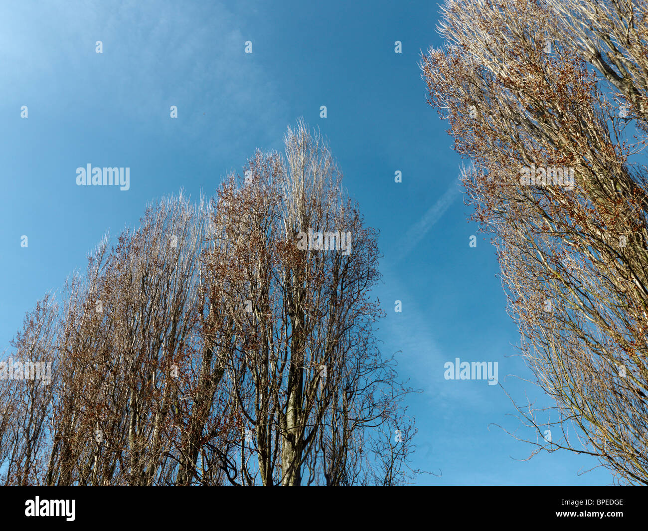 Poplar Trees In The Winter Stock Photo - Alamy