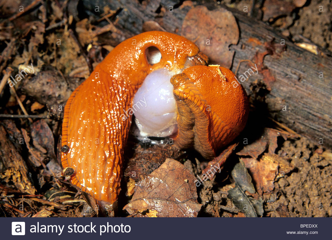 Slugs Mating Stock Photos & Slugs Mating Stock Images - Alamy