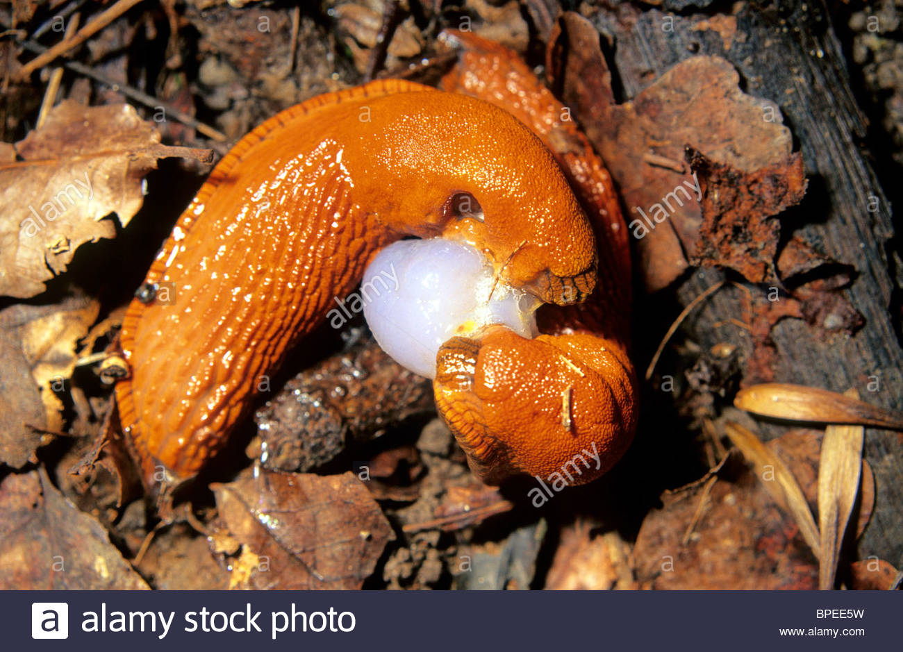 Slugs Mating Stock Photos & Slugs Mating Stock Images - Alamy