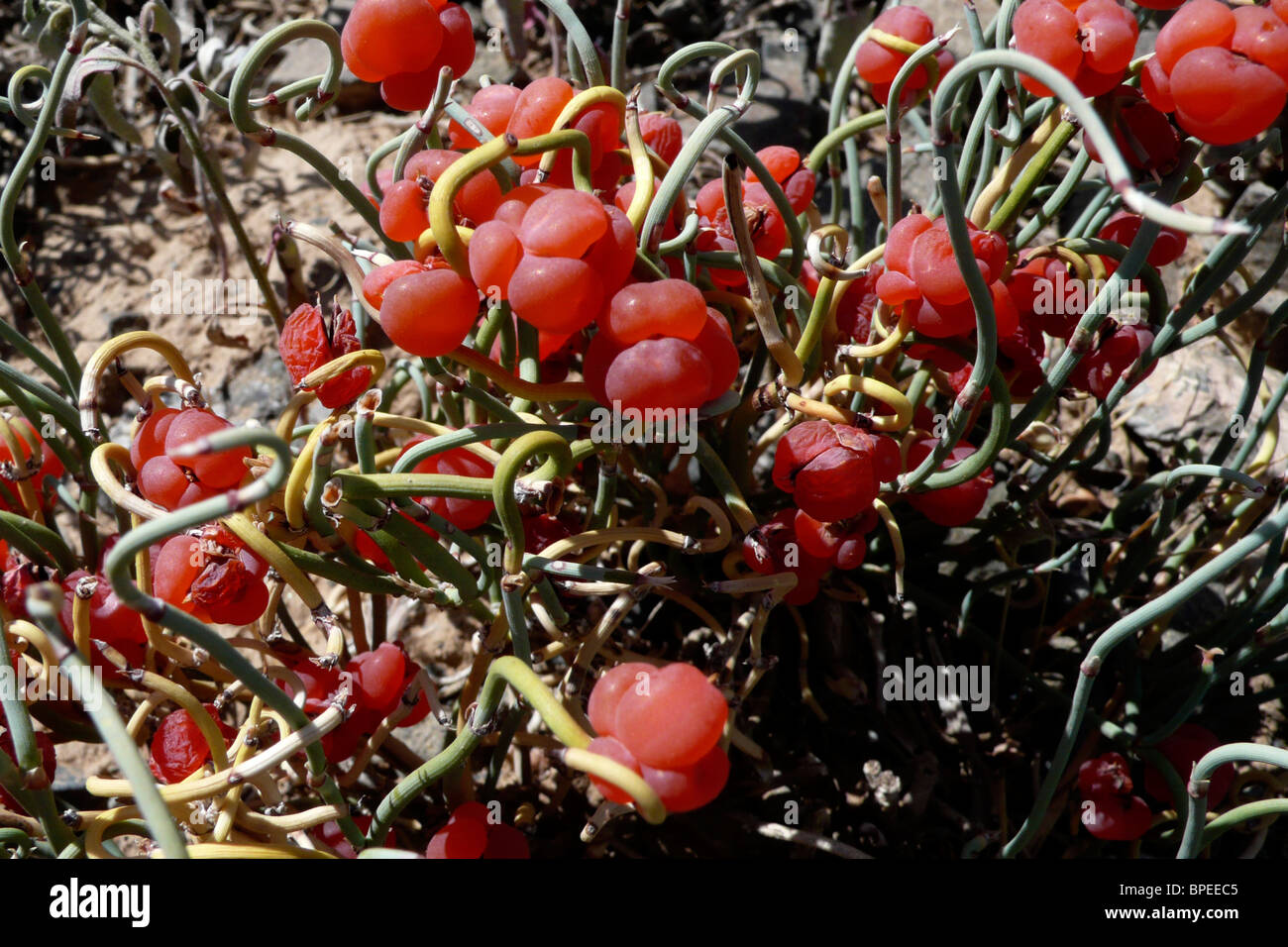 Berries of the desert, Gobi desert, Mongolia Stock Photo - Alamy