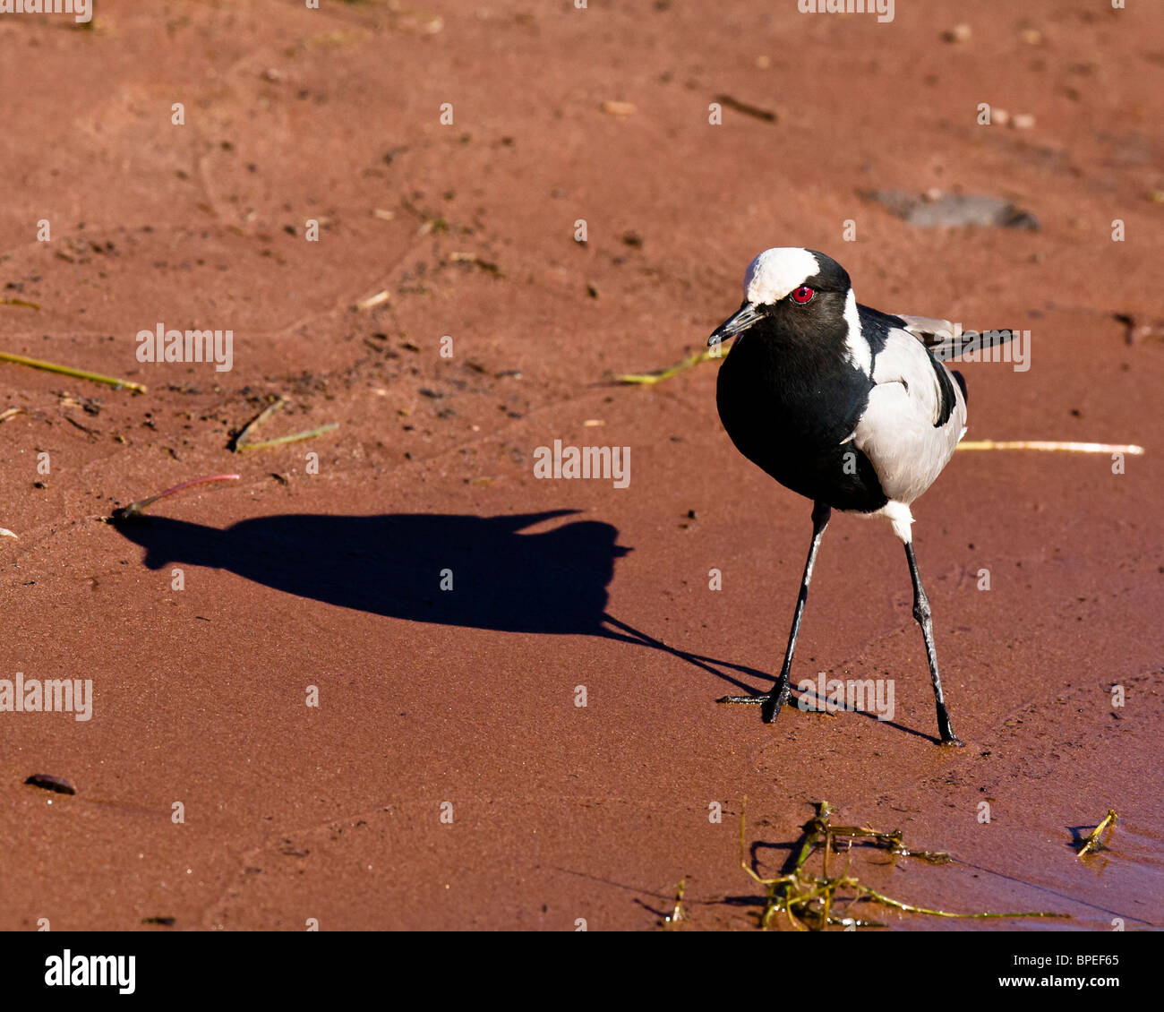 Blacksmith Plover or Lapwing (Vanellus armatus), Botswana, June 2009 ...
