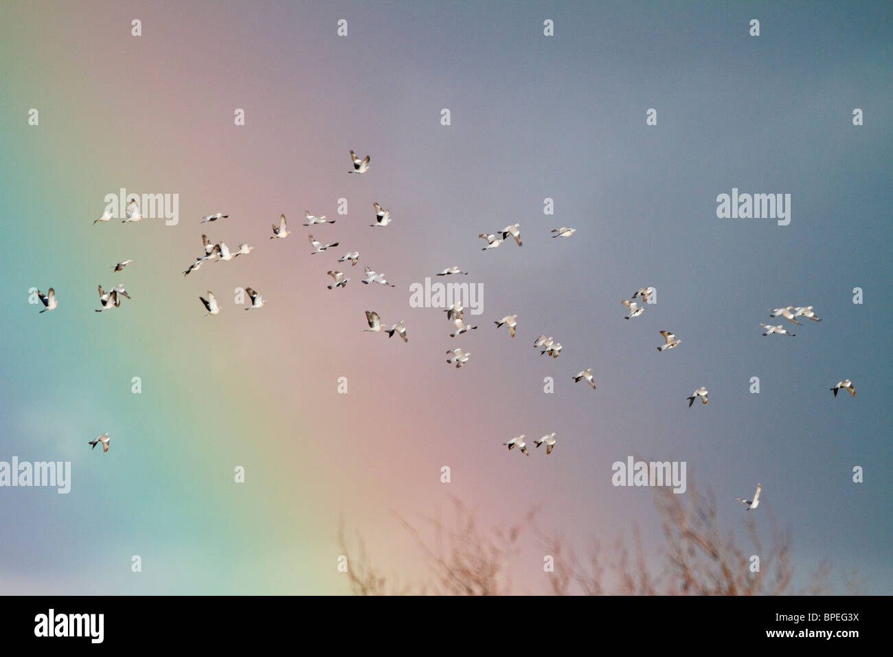 Rainbow pigeon hi-res stock photography and images - Alamy