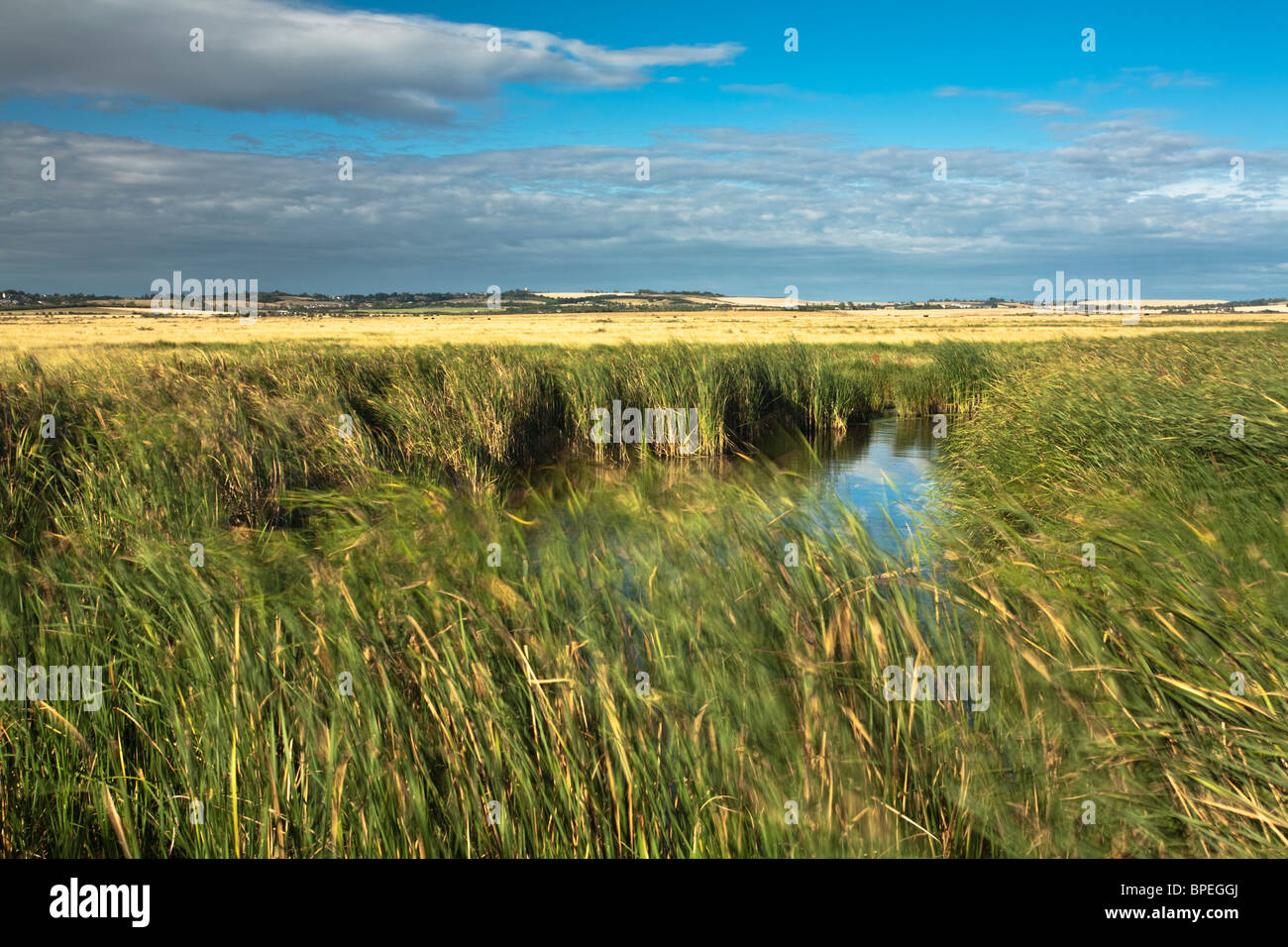 Windswept reed beds by a lagoon on Elmley Marshes Nature Reserve on the ...