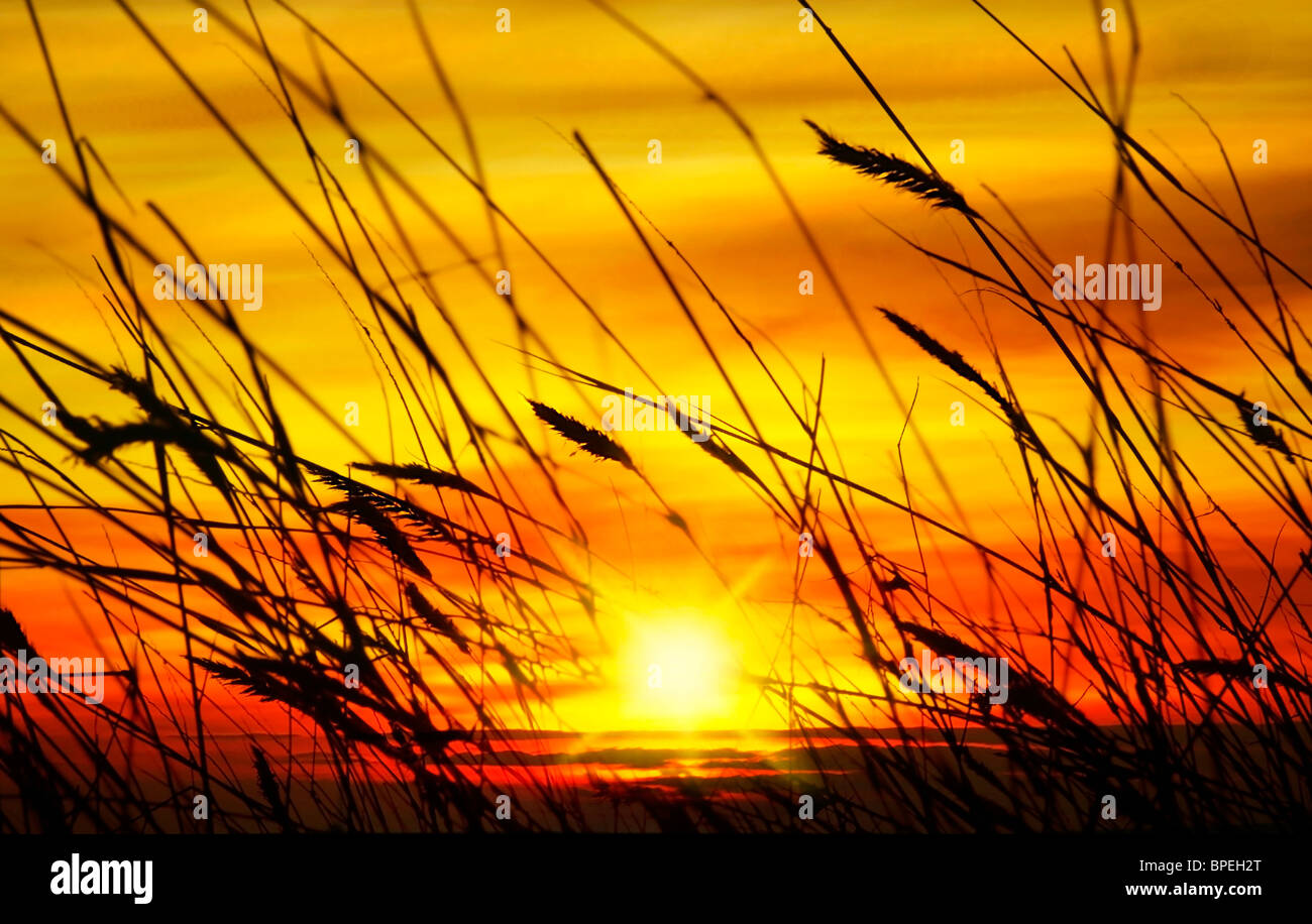 Wheat field sunset background with rye silhouettes Stock Photo - Alamy