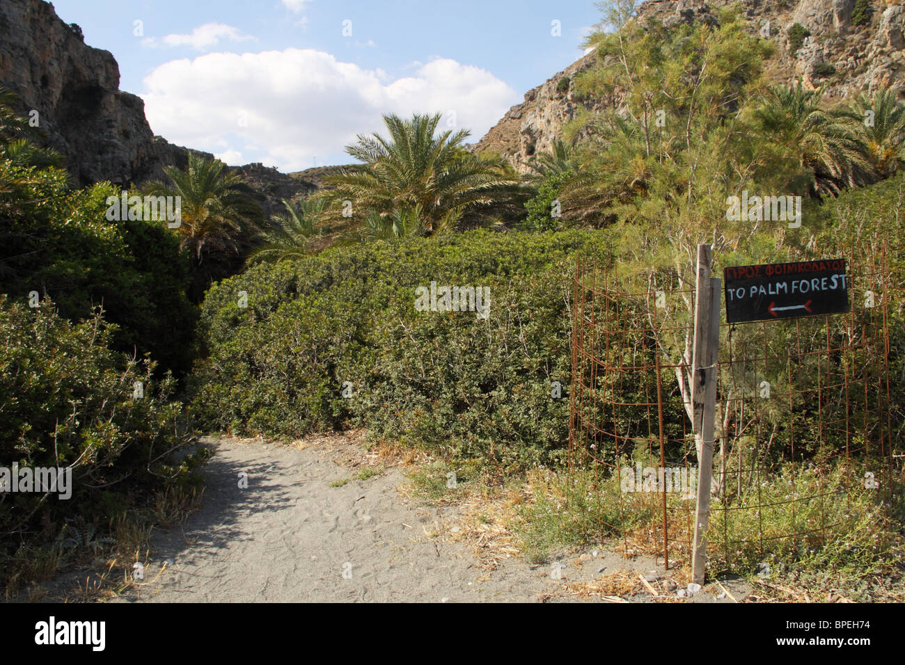 Beach tree forest hi-res stock photography and images - Alamy