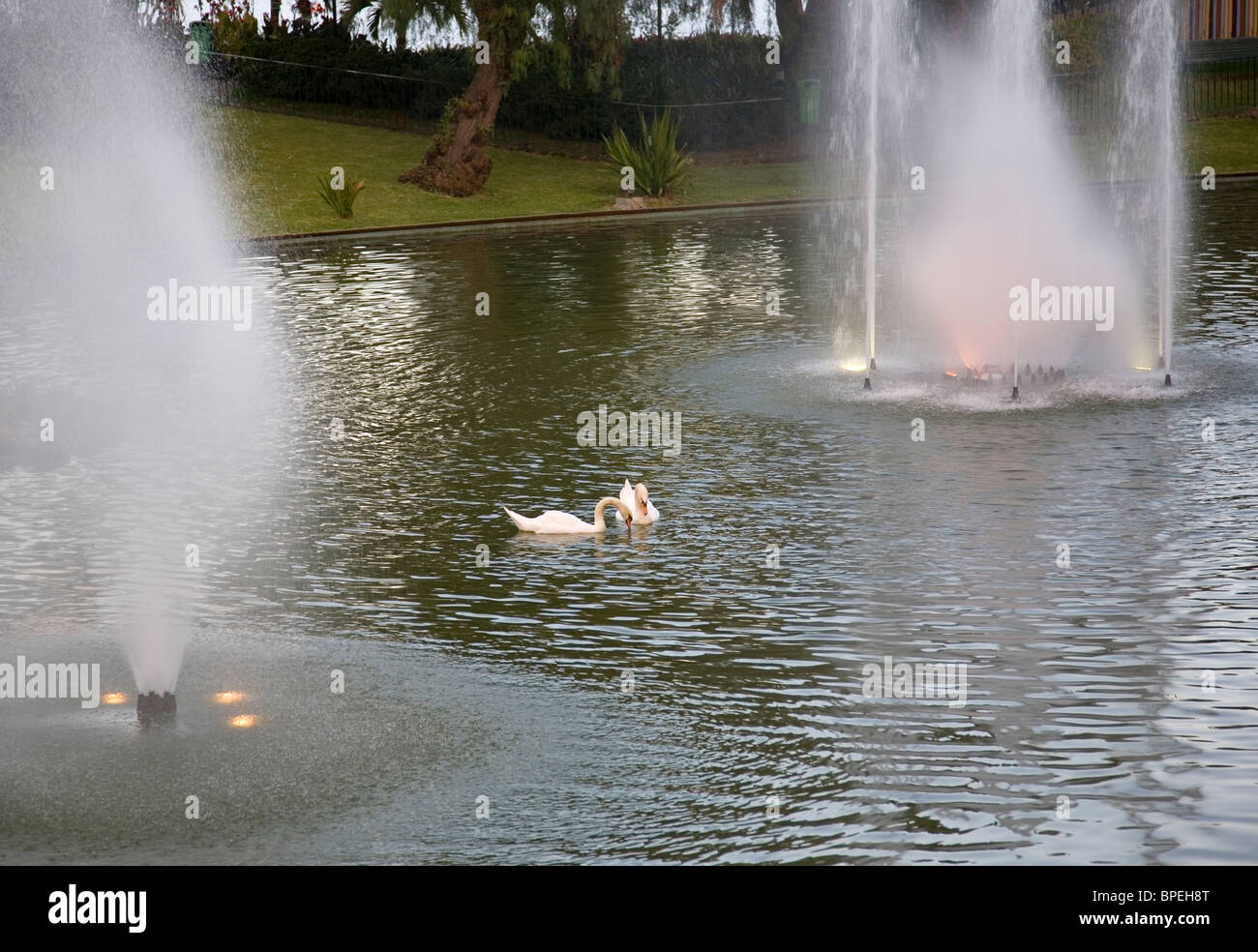 Two swans in fountain at Santa Catarina Park Stock Photo - Alamy