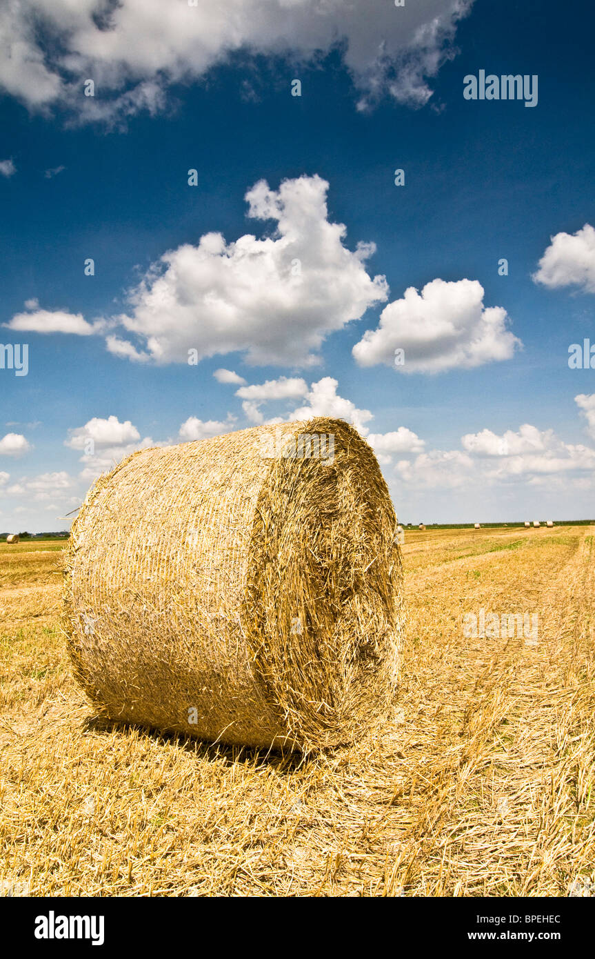Sheaf Of Corn Stock Photos & Sheaf Of Corn Stock Images - Alamy