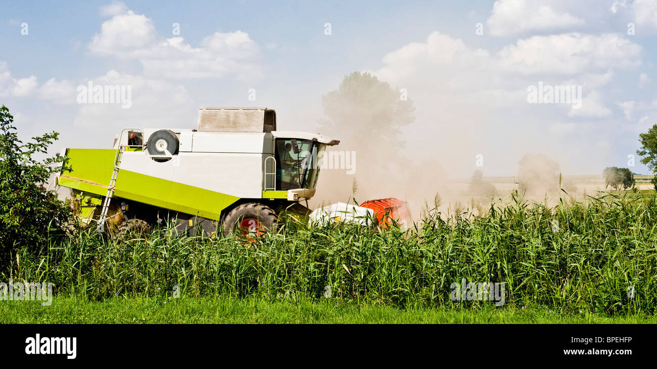 Modern grain harvester gathering crop hi-res stock photography and ...