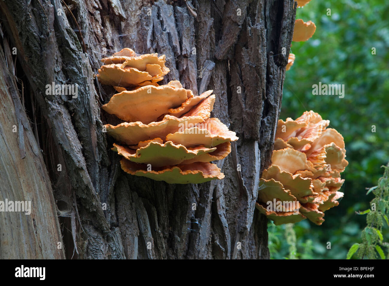 Dead tree fungus uk hi-res stock photography and images - Alamy