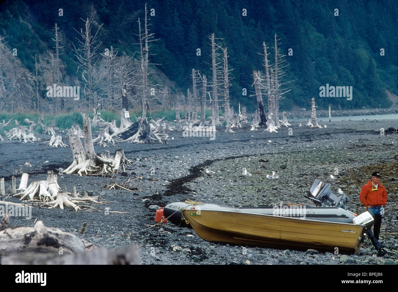 Petrified trees on the shore Alaska USA Stock Photo - Alamy