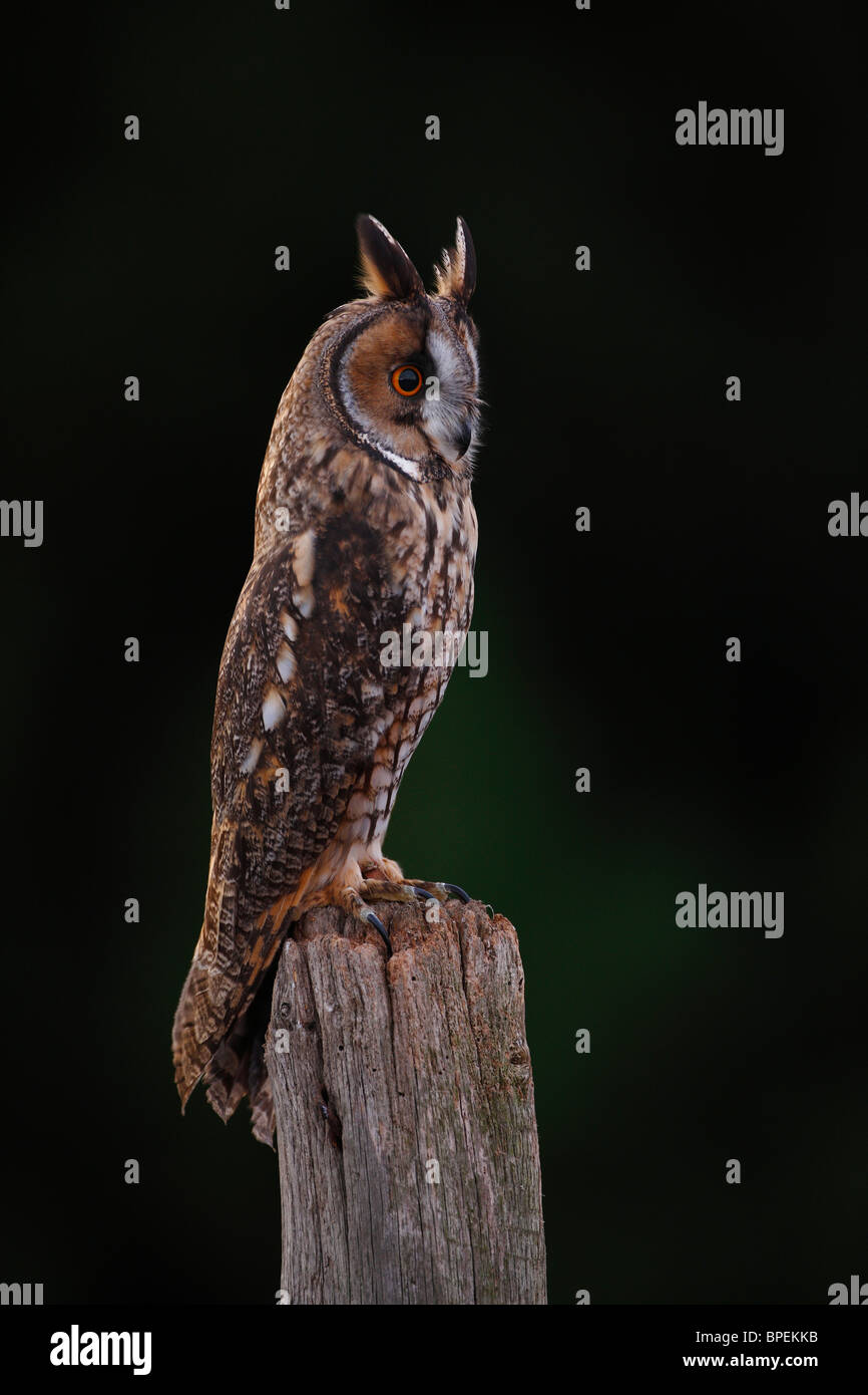 Fence post owl hi-res stock photography and images - Alamy