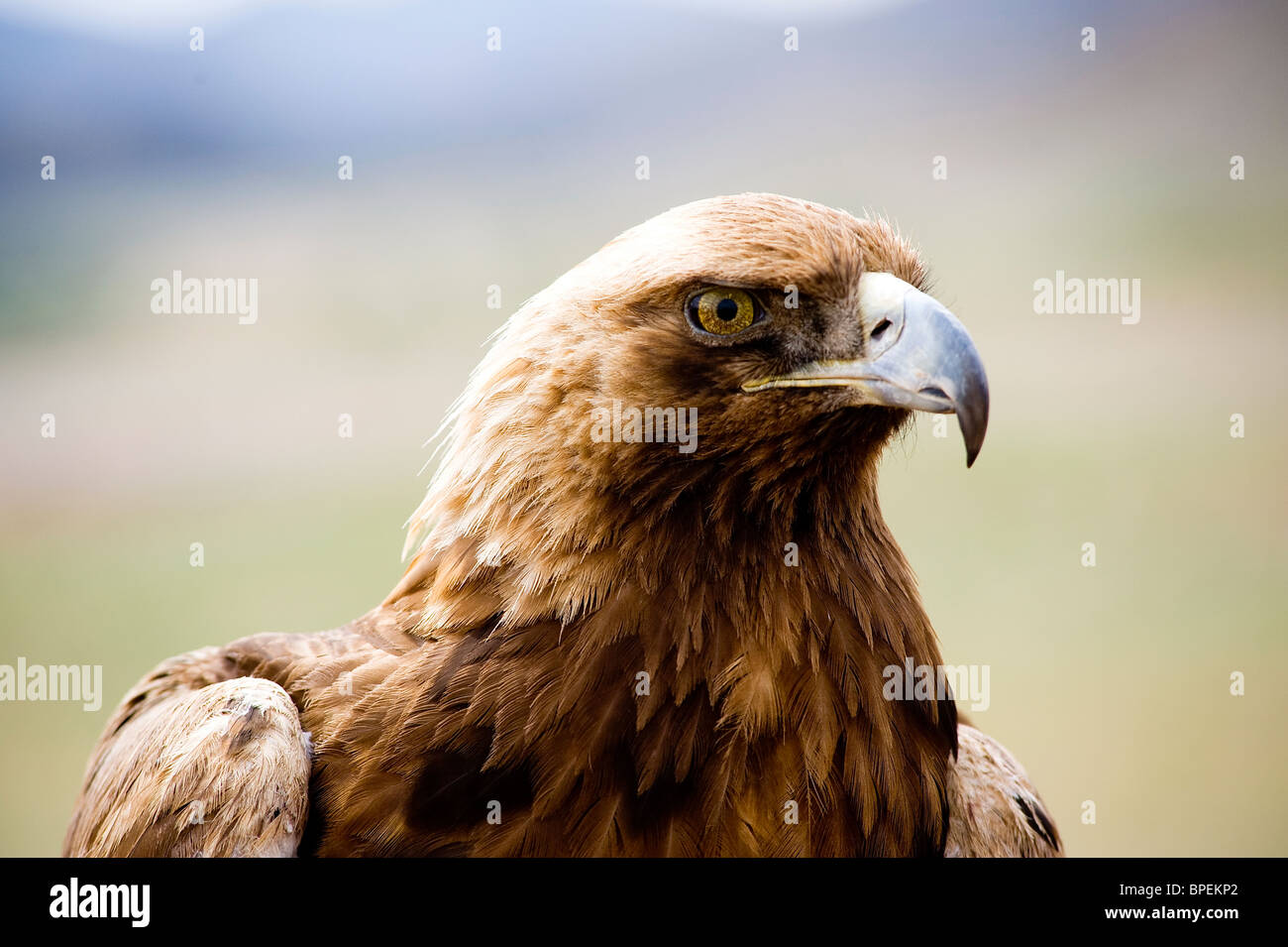 profile of a golden eagle close shot Stock Photo - Alamy