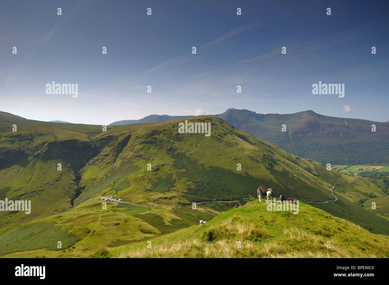 Herdwick Ewe & Lamb look out over Newlands Pass in the Lake District ...