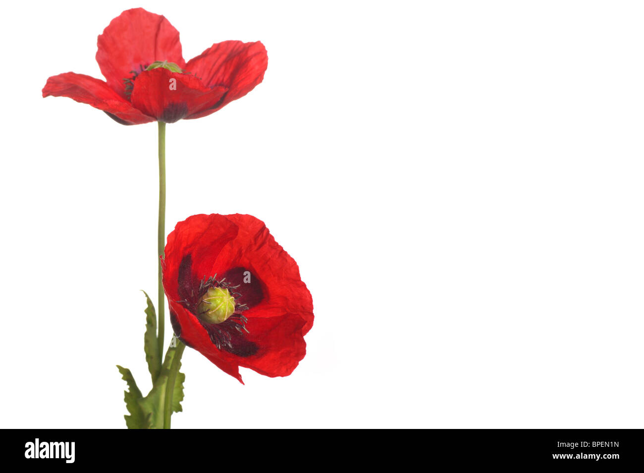 Poppy Cut Out High Resolution Stock Photography and Images - Alamy