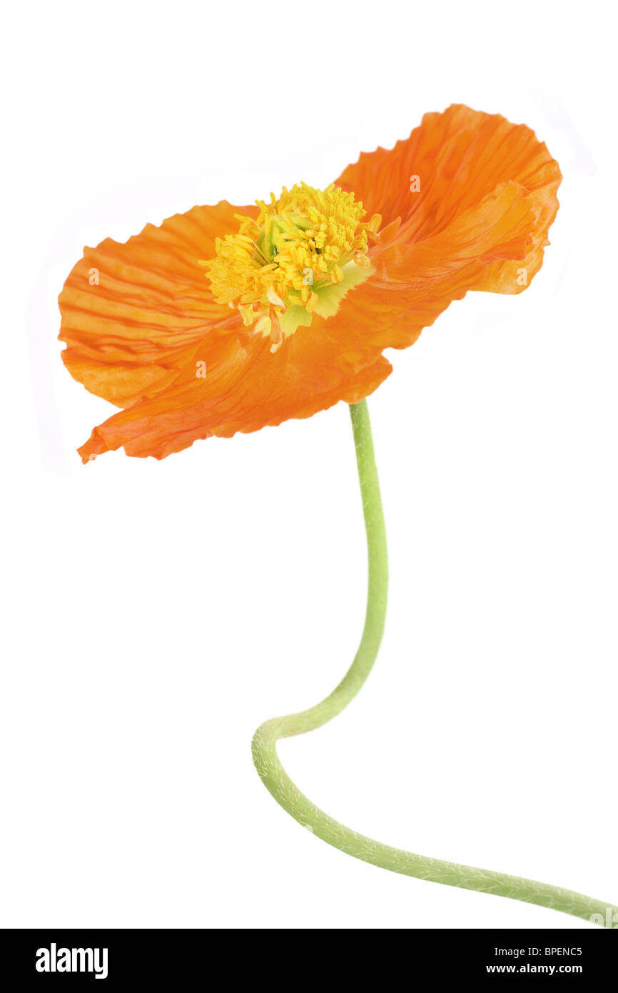 beautiful burnt orange poppy with curly stem Stock Photo - Alamy